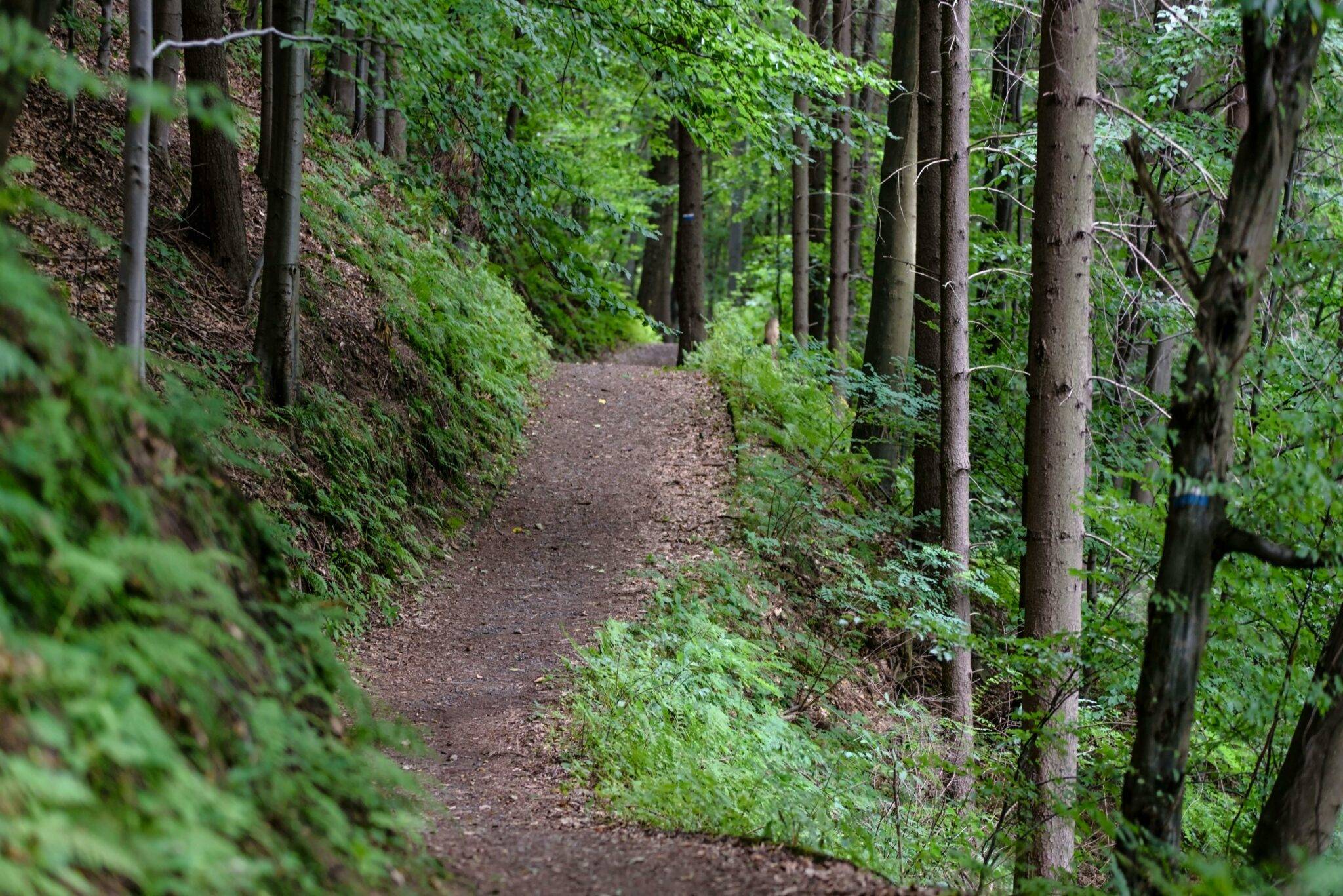 The Great Outdoors of Ashburn: Exploring Local Parks and Trails in ...